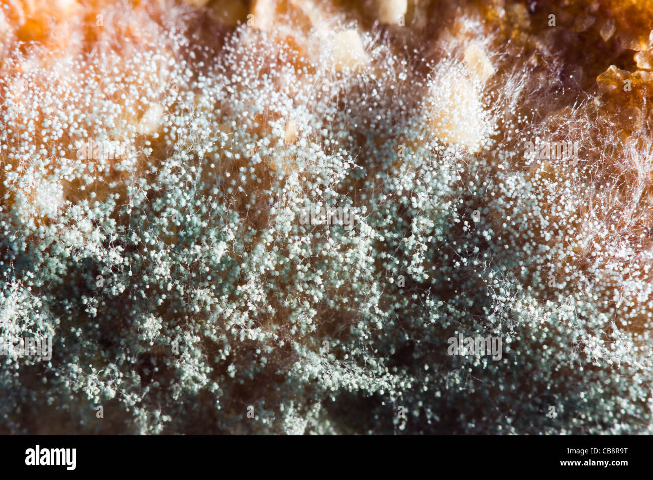 Mould on bread Stock Photo - Alamy
