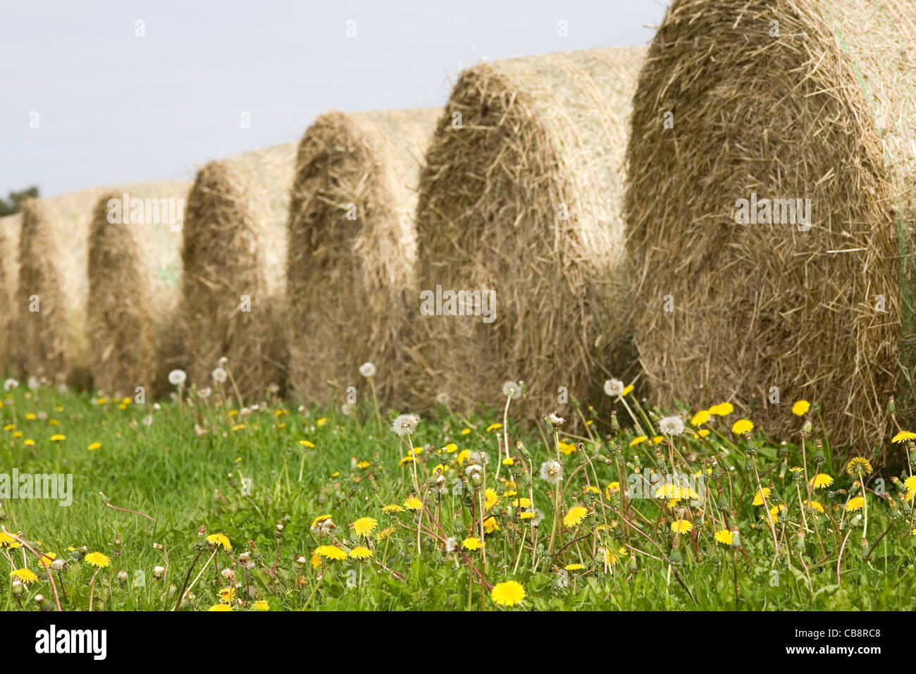 Round Hay Bales in Summer Field of Dandelions Stock Photo - Alamy