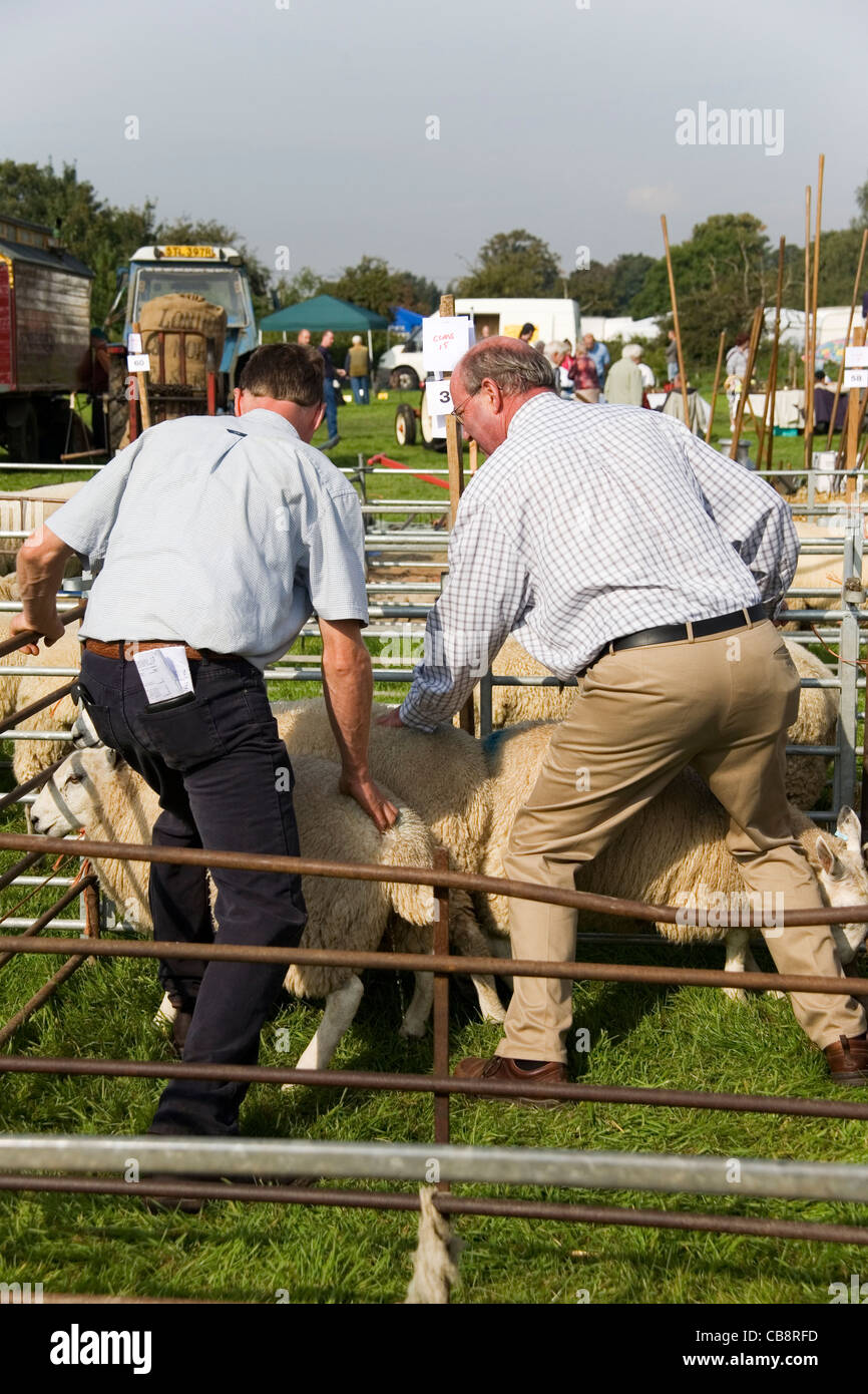 Handling sheep hi-res stock photography and images - Alamy