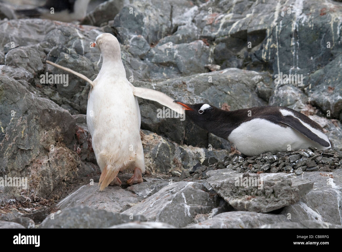 Leucistic animals hi-res stock photography and images - Alamy