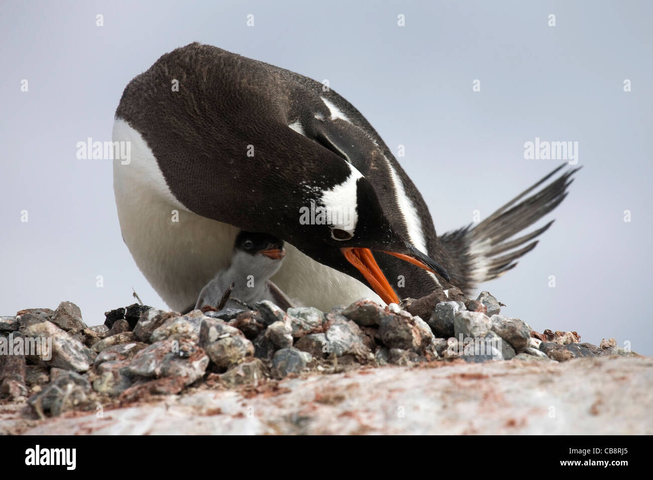 Penguins stones hi-res stock photography and images - Alamy