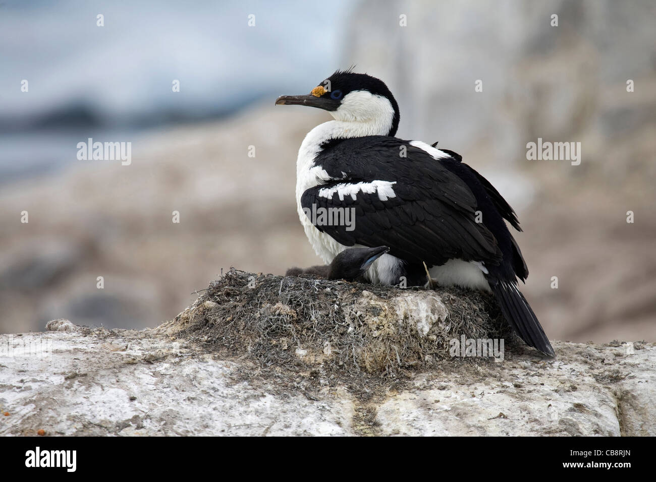 Blue-eyed shag / Imperial / Antarctic Shag (Phalacrocorax atriceps ...