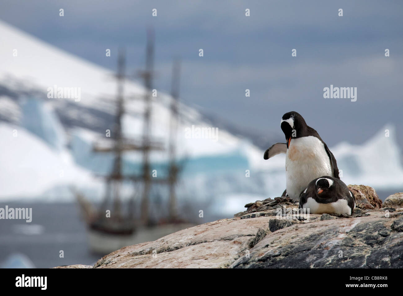 Antarctica penguin ship hi-res stock photography and images - Alamy