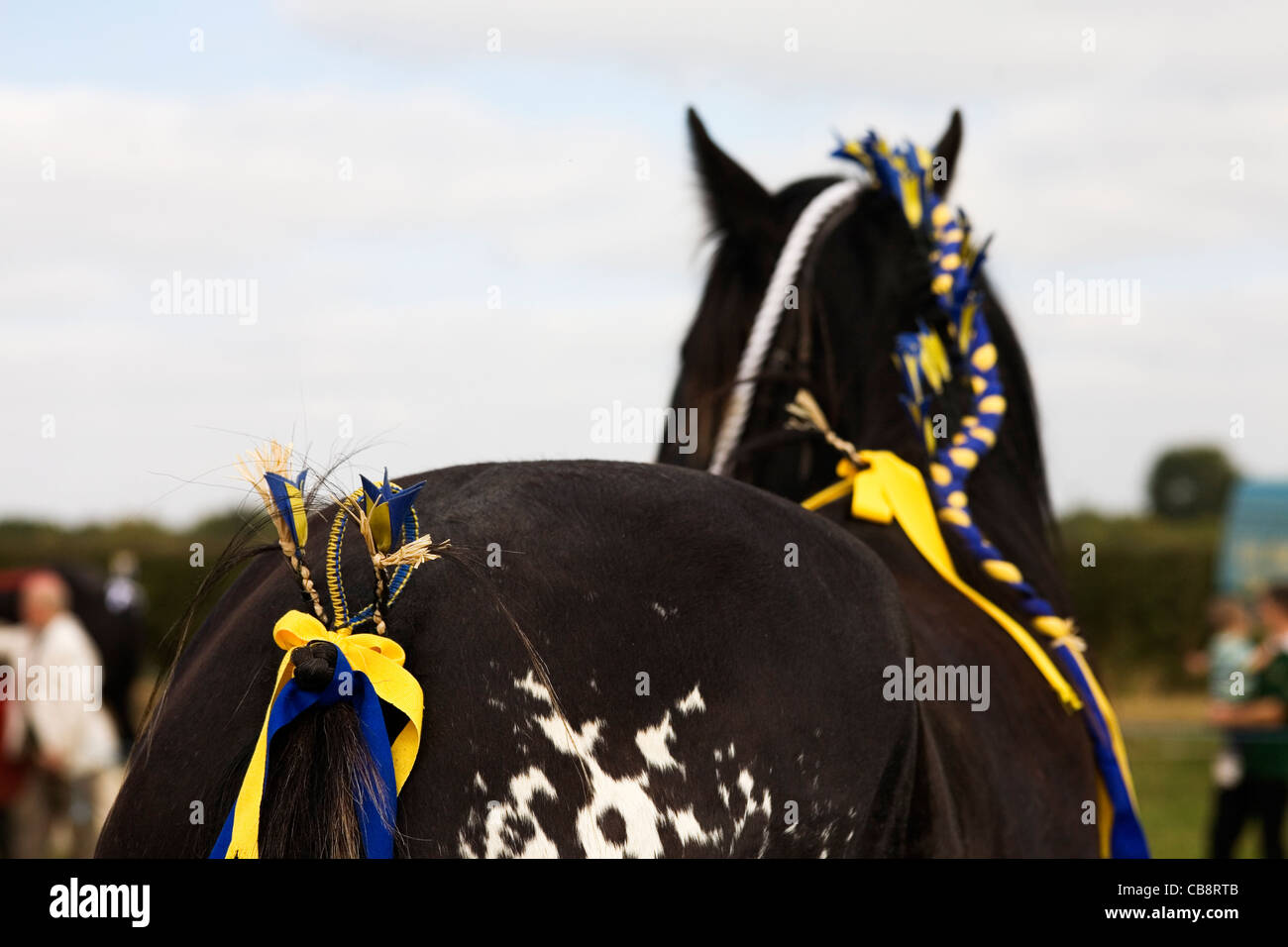 Shire horse show hi-res stock photography and images - Alamy