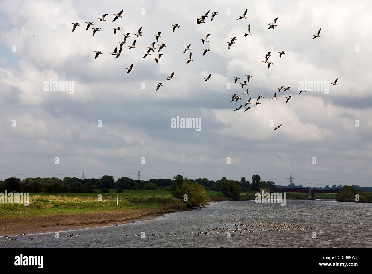 Geese Flying over the River Trent near Retford Nottinghamshire Stock ...
