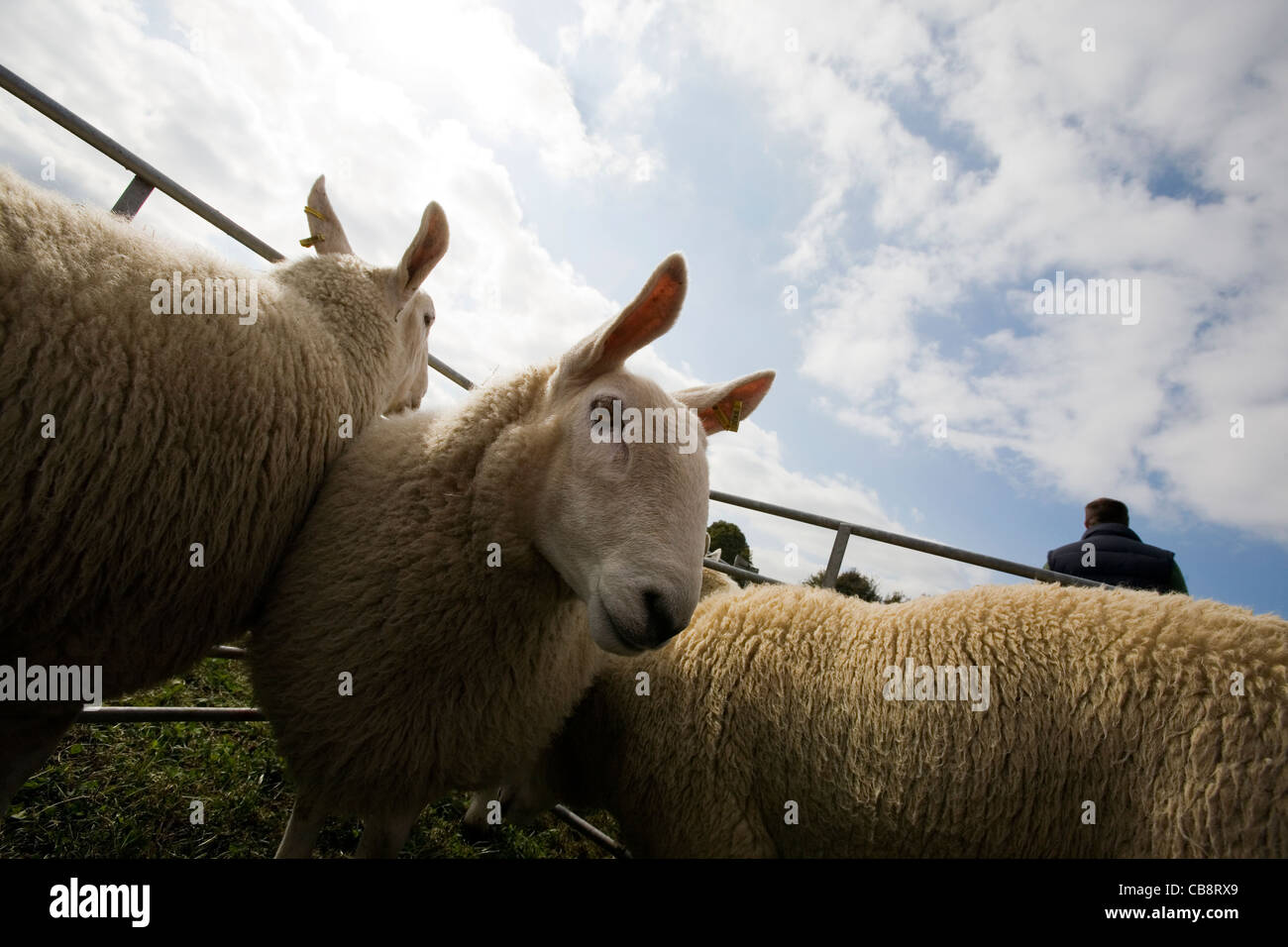 Sheep at the country fair hi-res stock photography and images - Alamy