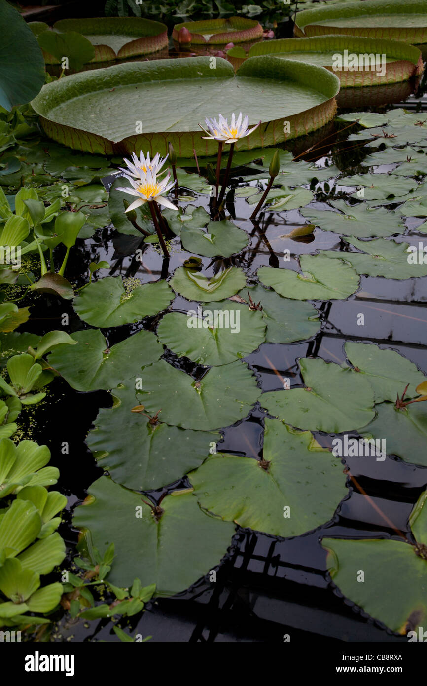 Water plants hi-res stock photography and images - Alamy