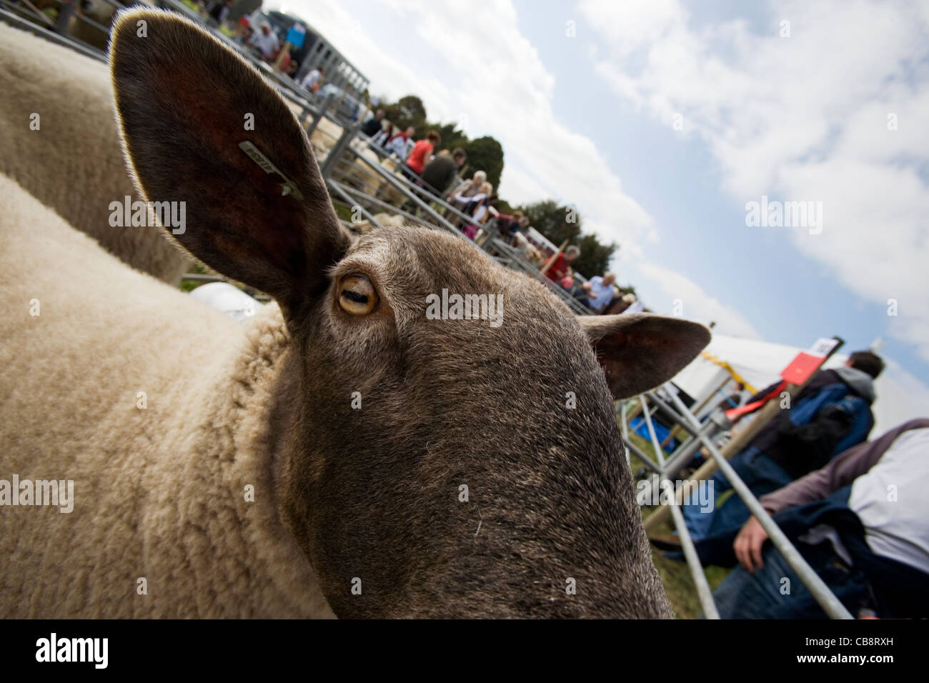 Sheep at Country Fair England Stock Photo - Alamy