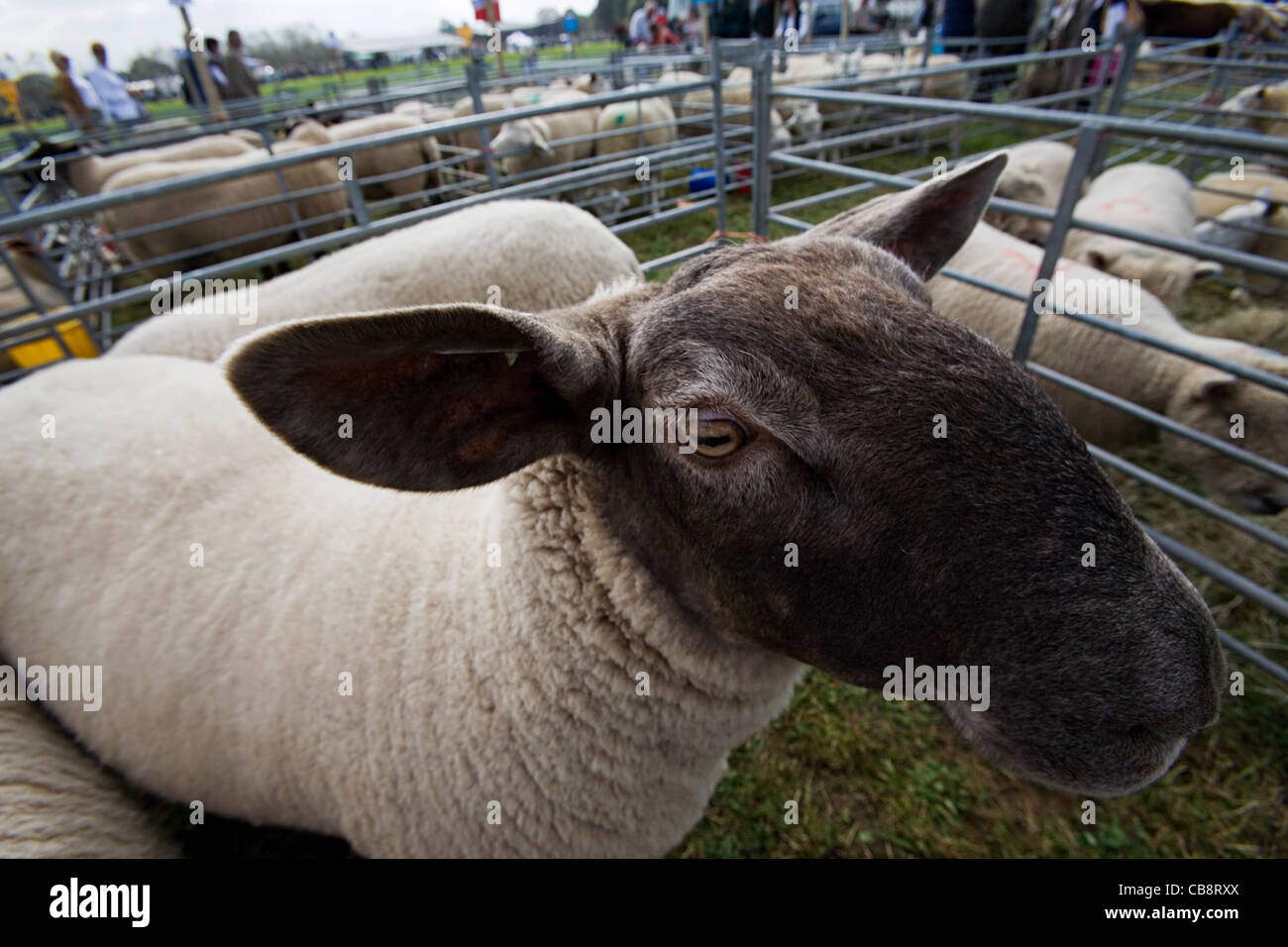 Country fair england hi-res stock photography and images - Alamy