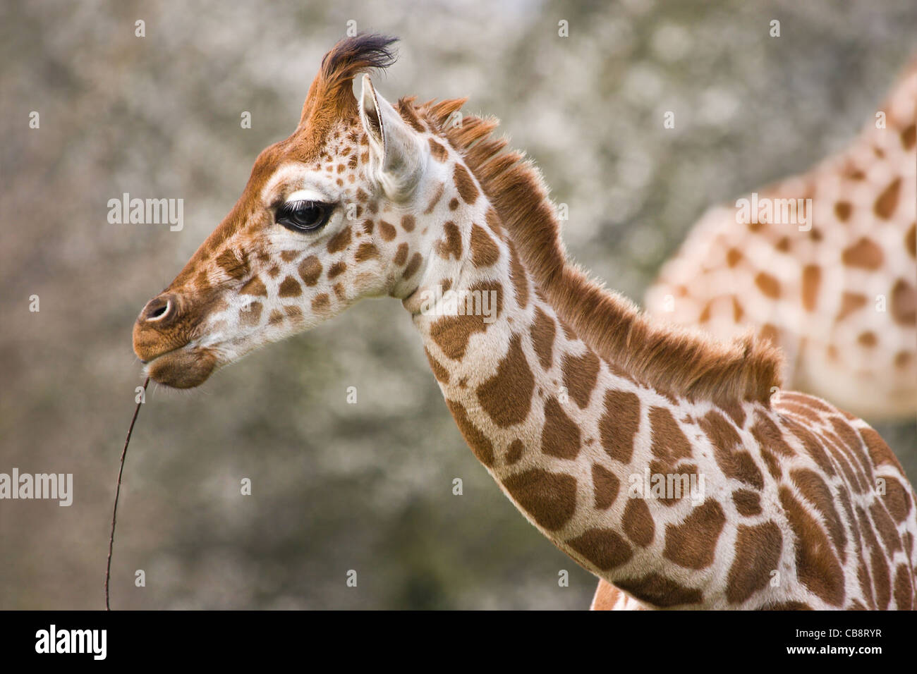 Baby giraffe playing with wooden stick - horizontal image Stock Photo ...