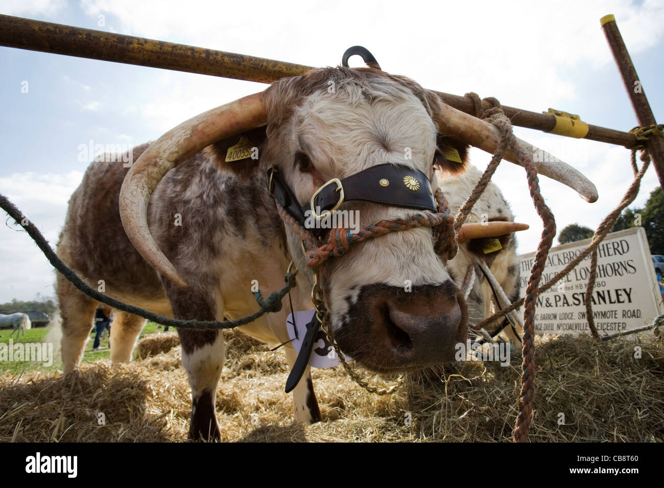 Cattle, Cow at Country Fair England Stock Photo - Alamy