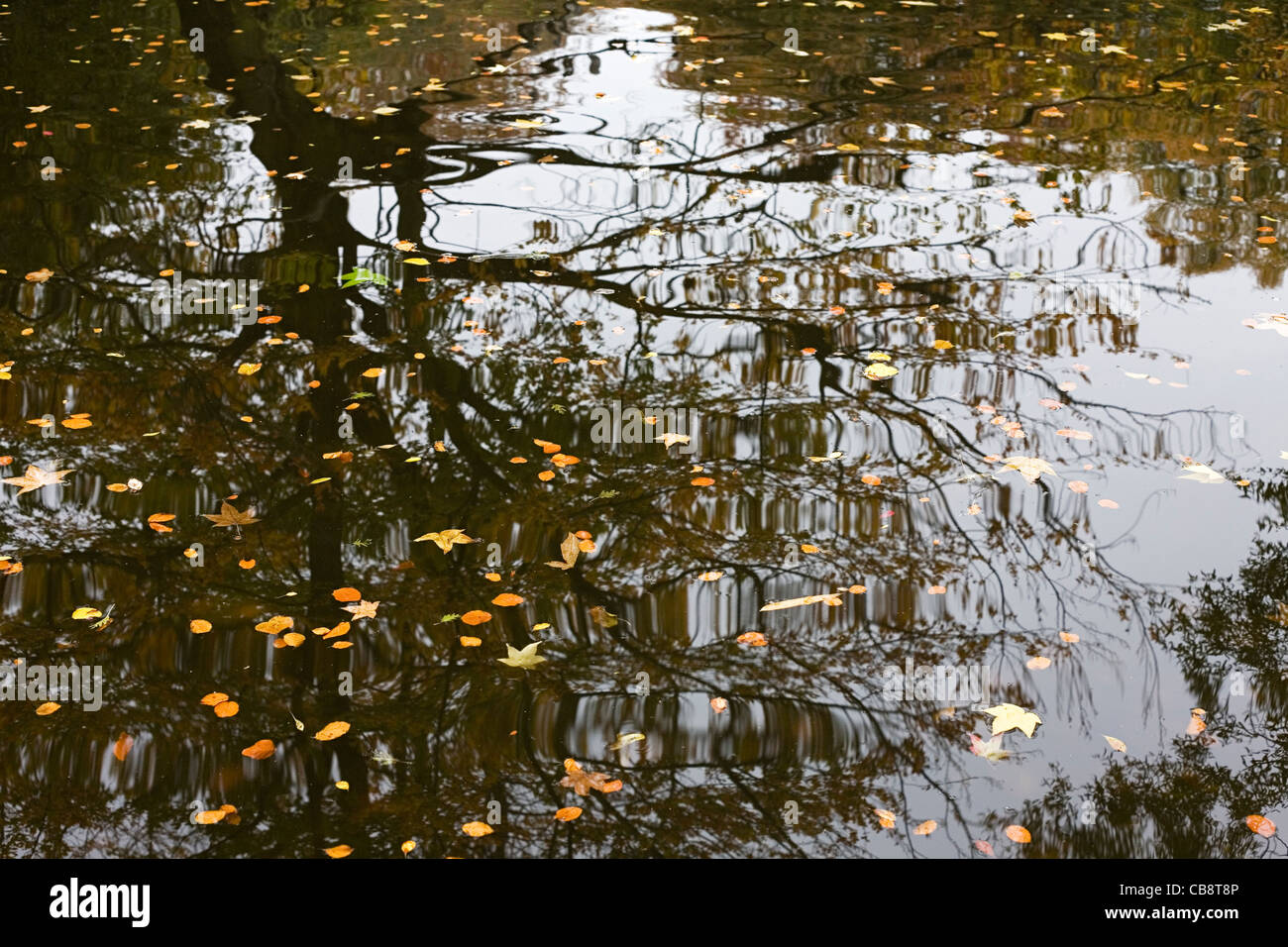 Floating tree hi-res stock photography and images - Alamy