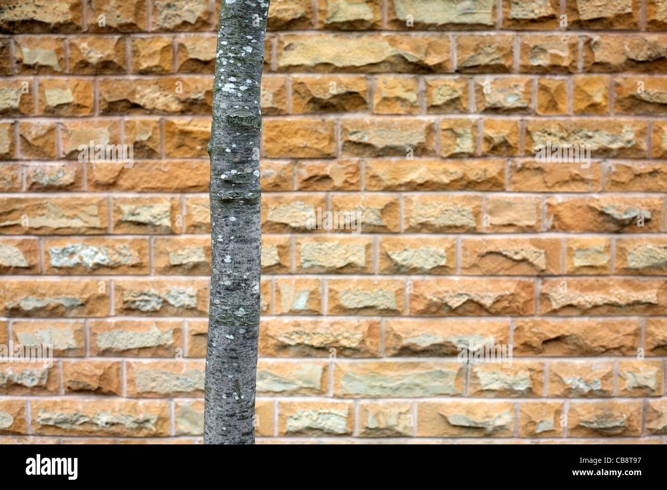 Stone wall tree hi-res stock photography and images - Alamy