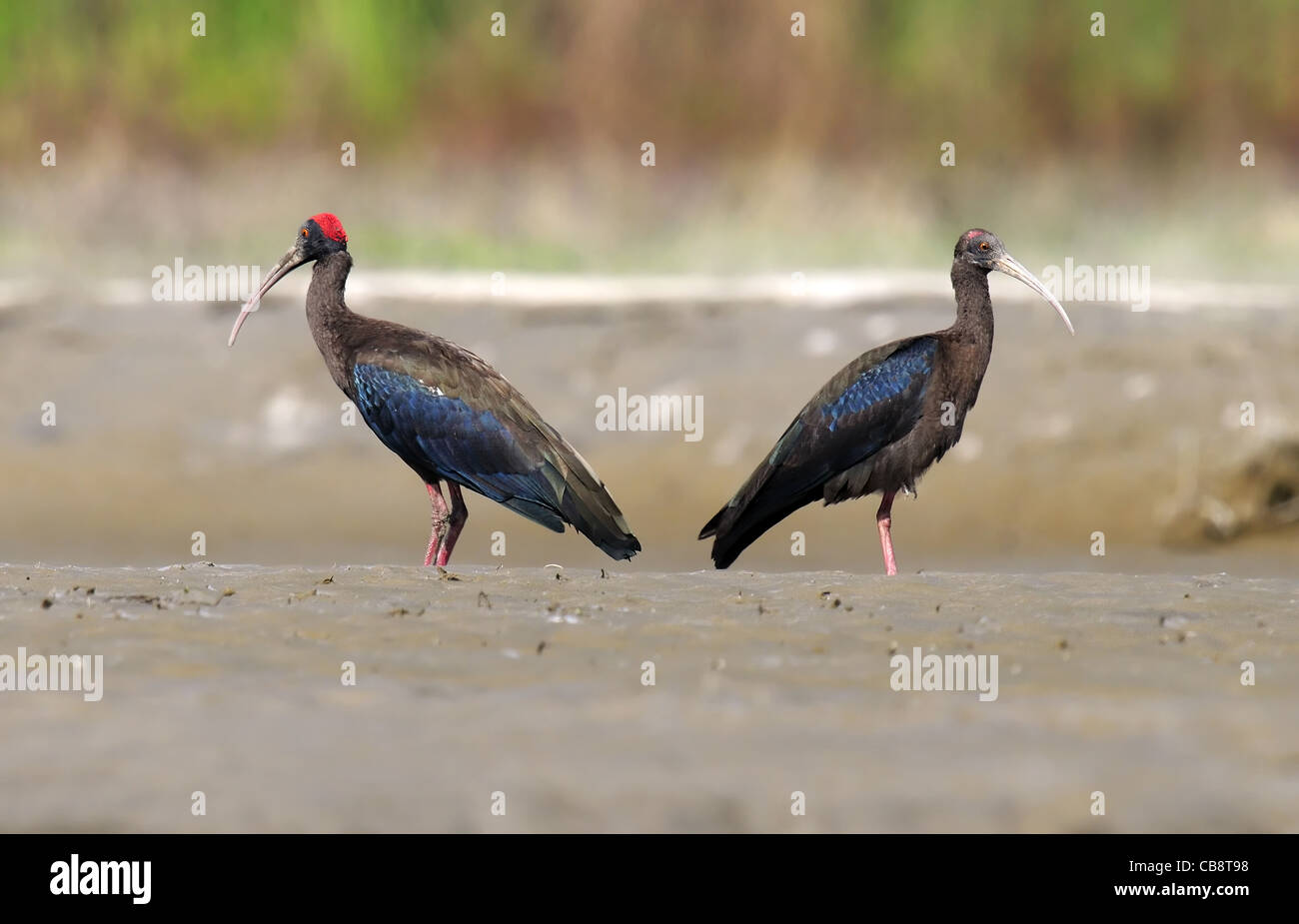 Indian ibis hi-res stock photography and images - Alamy