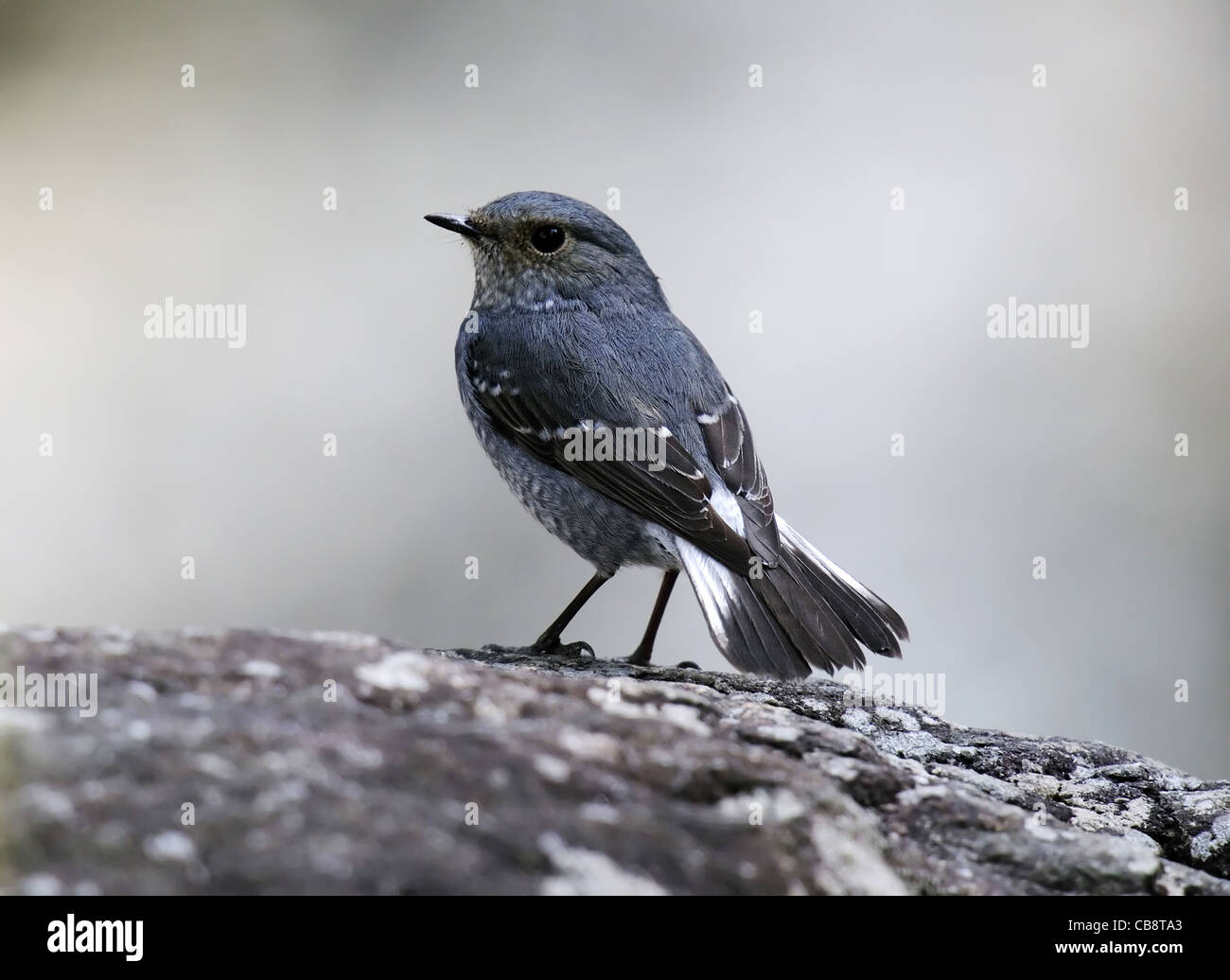 Indian redstart hi-res stock photography and images - Alamy