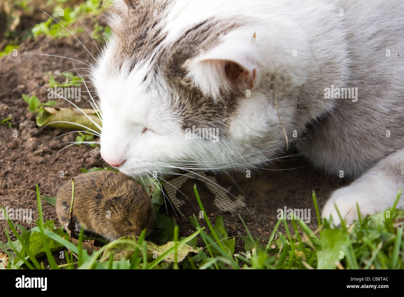 cat and mouse Stock Photo - Alamy