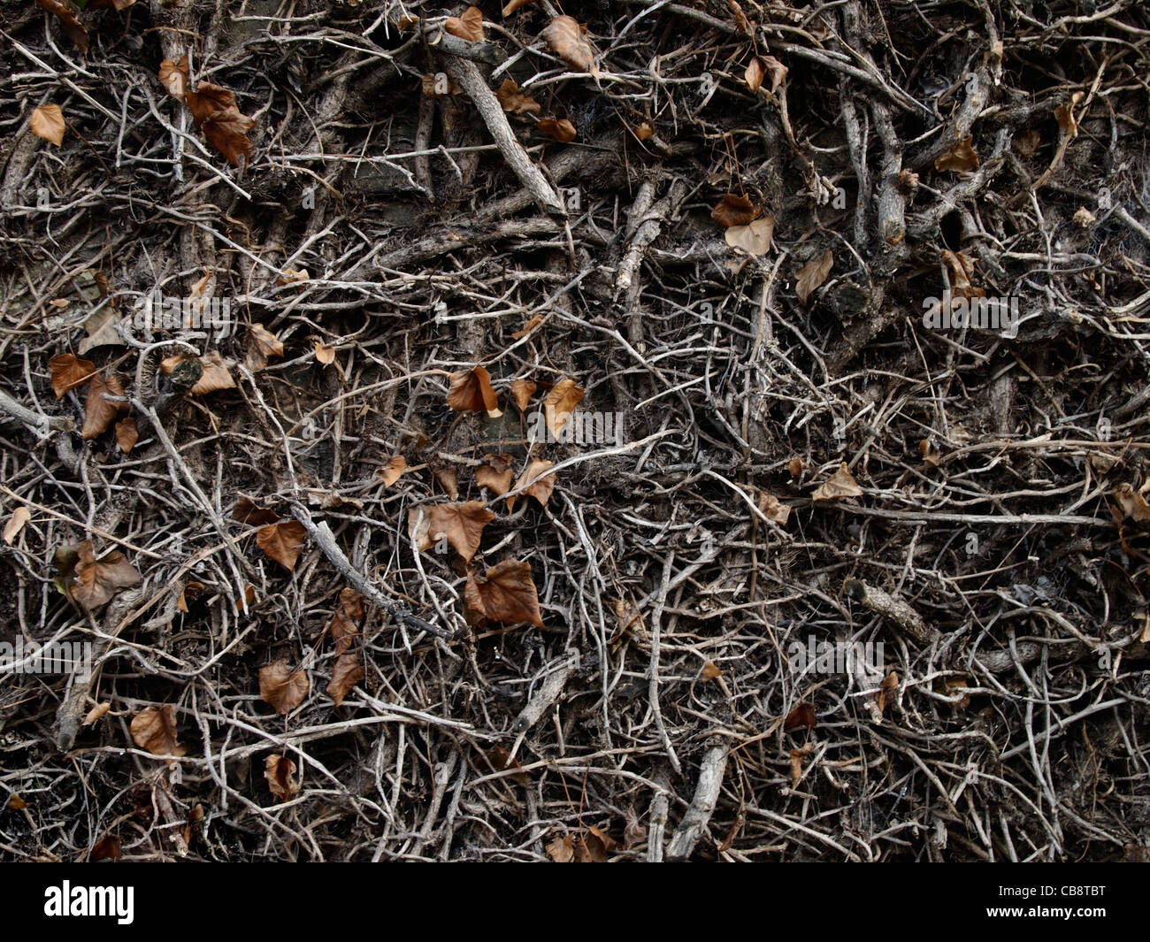 A close-up photograph of a mass of dead ivy Stock Photo - Alamy
