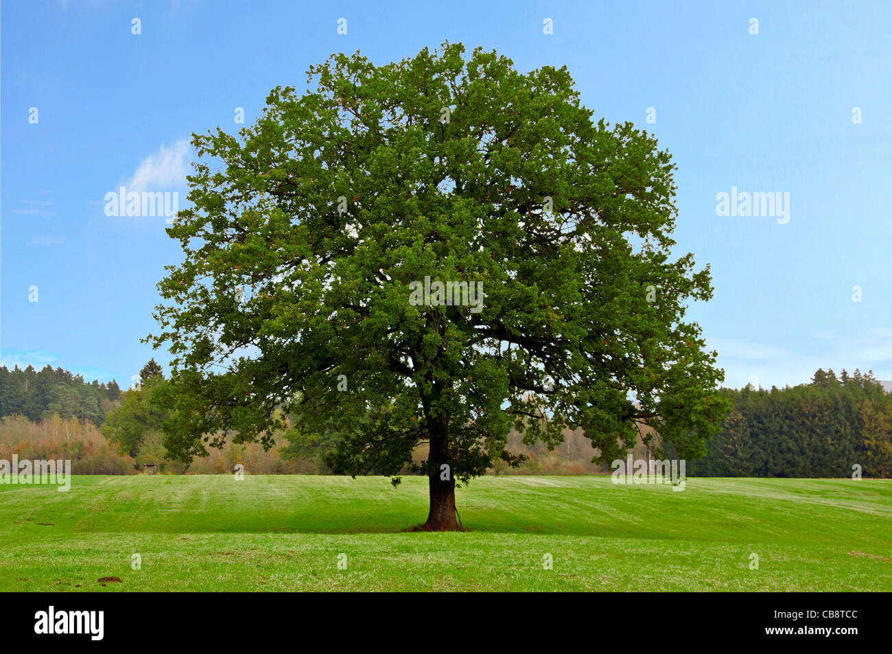 Fall single tree hi-res stock photography and images - Alamy