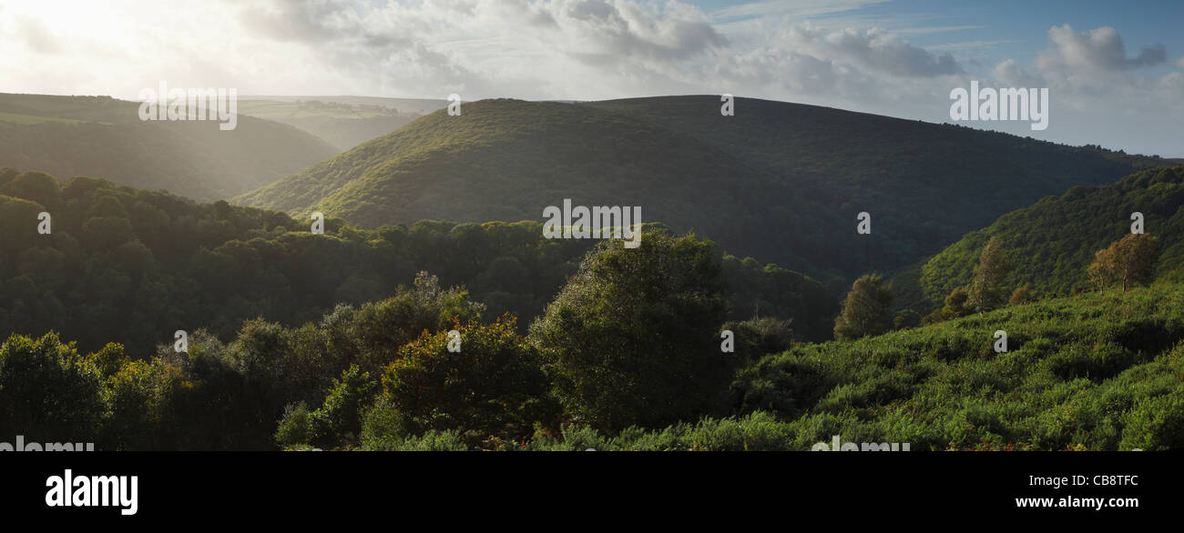 Horner Wood. Exmoor National Park. Somerset. England. UK Stock Photo ...