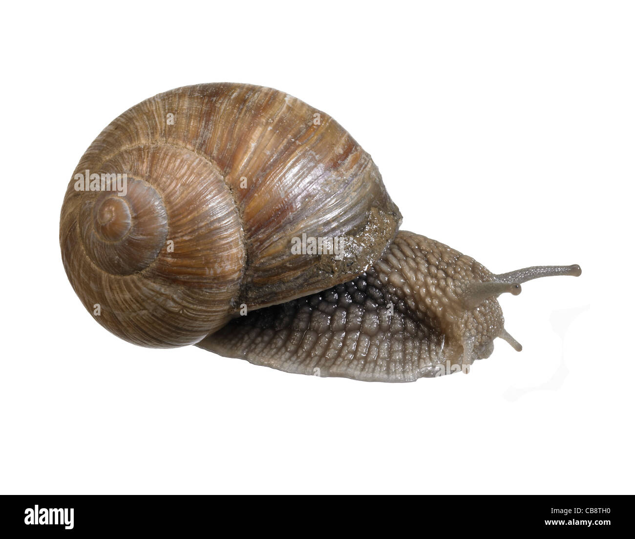studio photography of a grapevine snail seen from behind in white back ...
