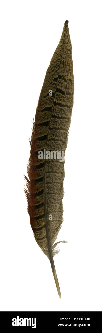 Pheasant feather hi-res stock photography and images - Alamy