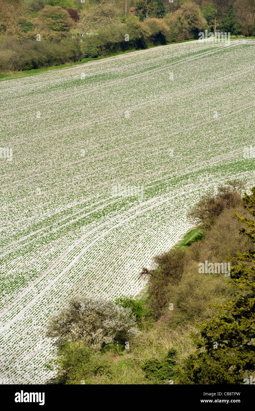 Barton field hi-res stock photography and images - Alamy