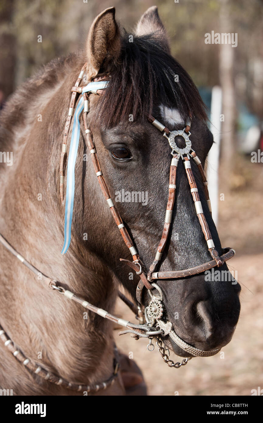 Gaucho horse with traditional briddle Stock Photo - Alamy