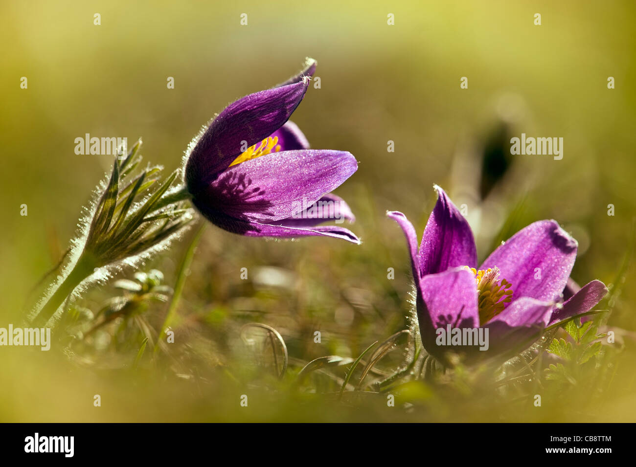 Two Pasque flowers on Barton Hills National Nature Reserve typical ...