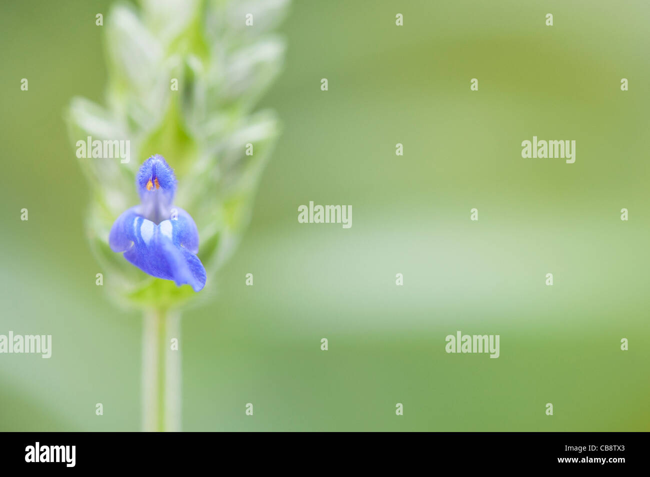 Salvia Hispanica . Chia flower Stock Photo - Alamy