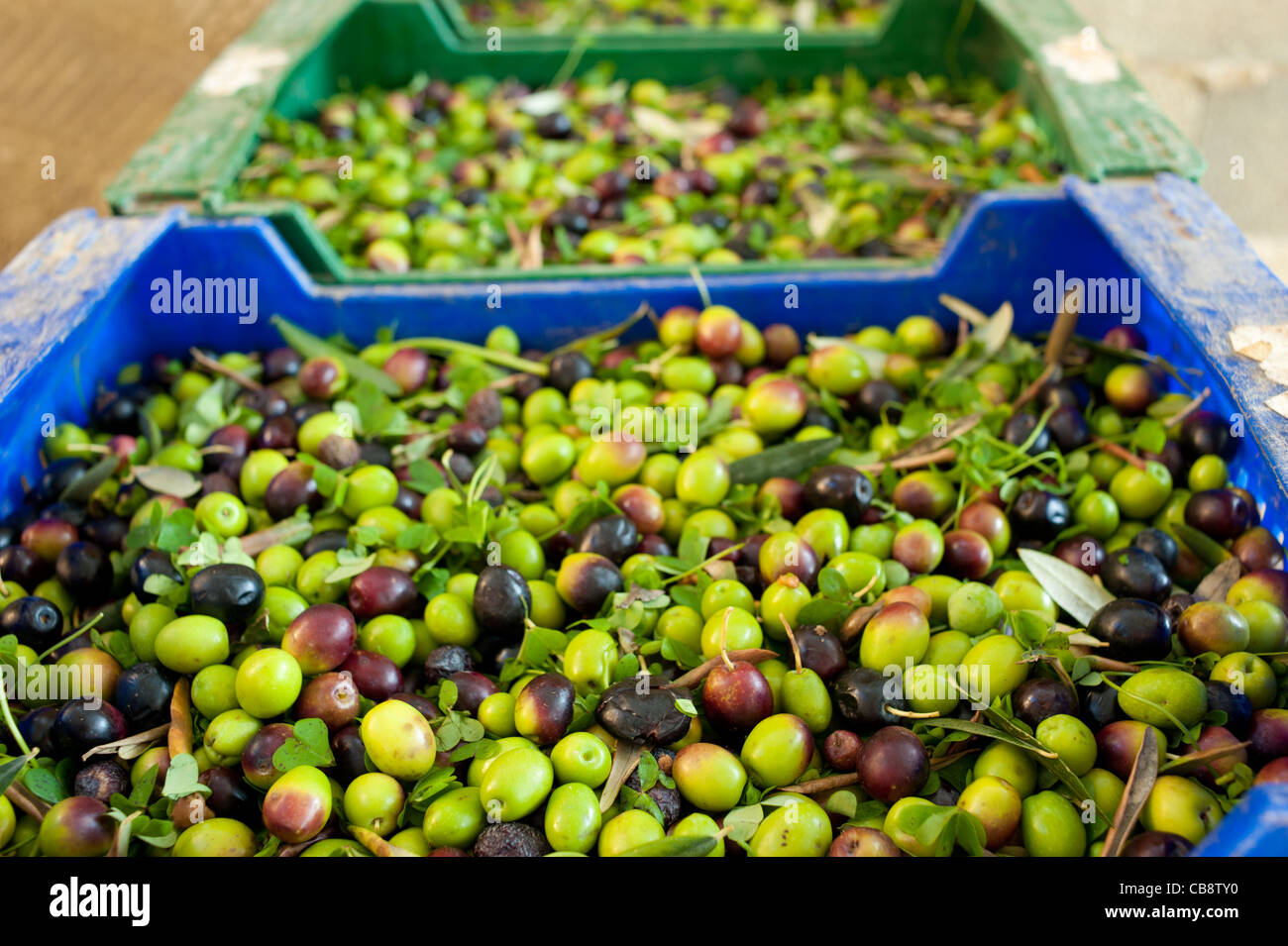 Freshly picked olives in crates ready to be ground Stock Photo - Alamy