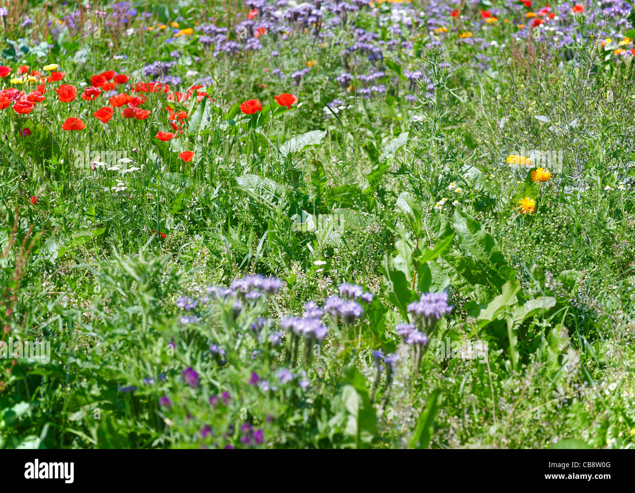 detail of a colorful flowering meadow in sunny ambiance Stock Photo - Alamy
