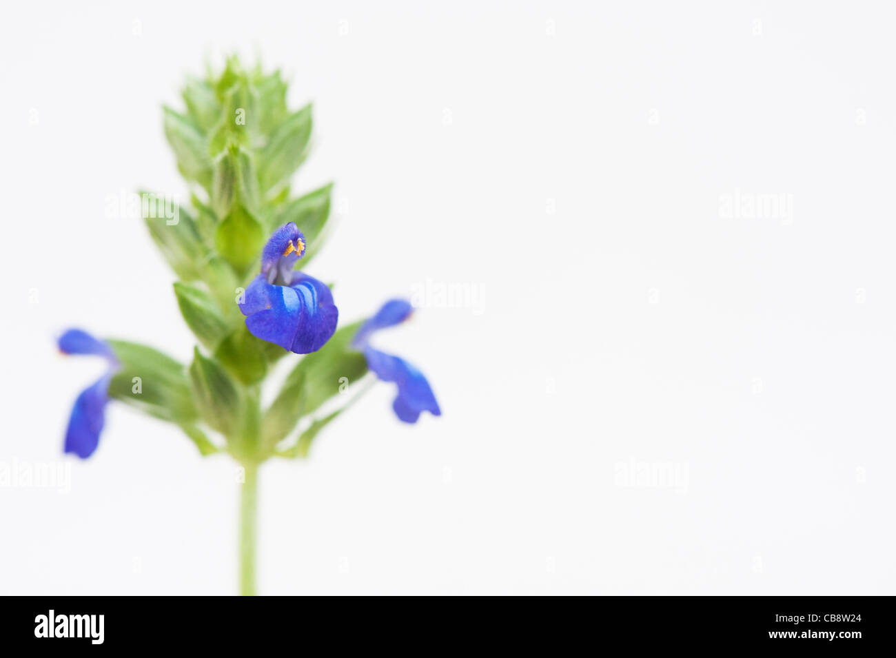 Salvia hispanica plant Cut Out Stock Images & Pictures - Alamy