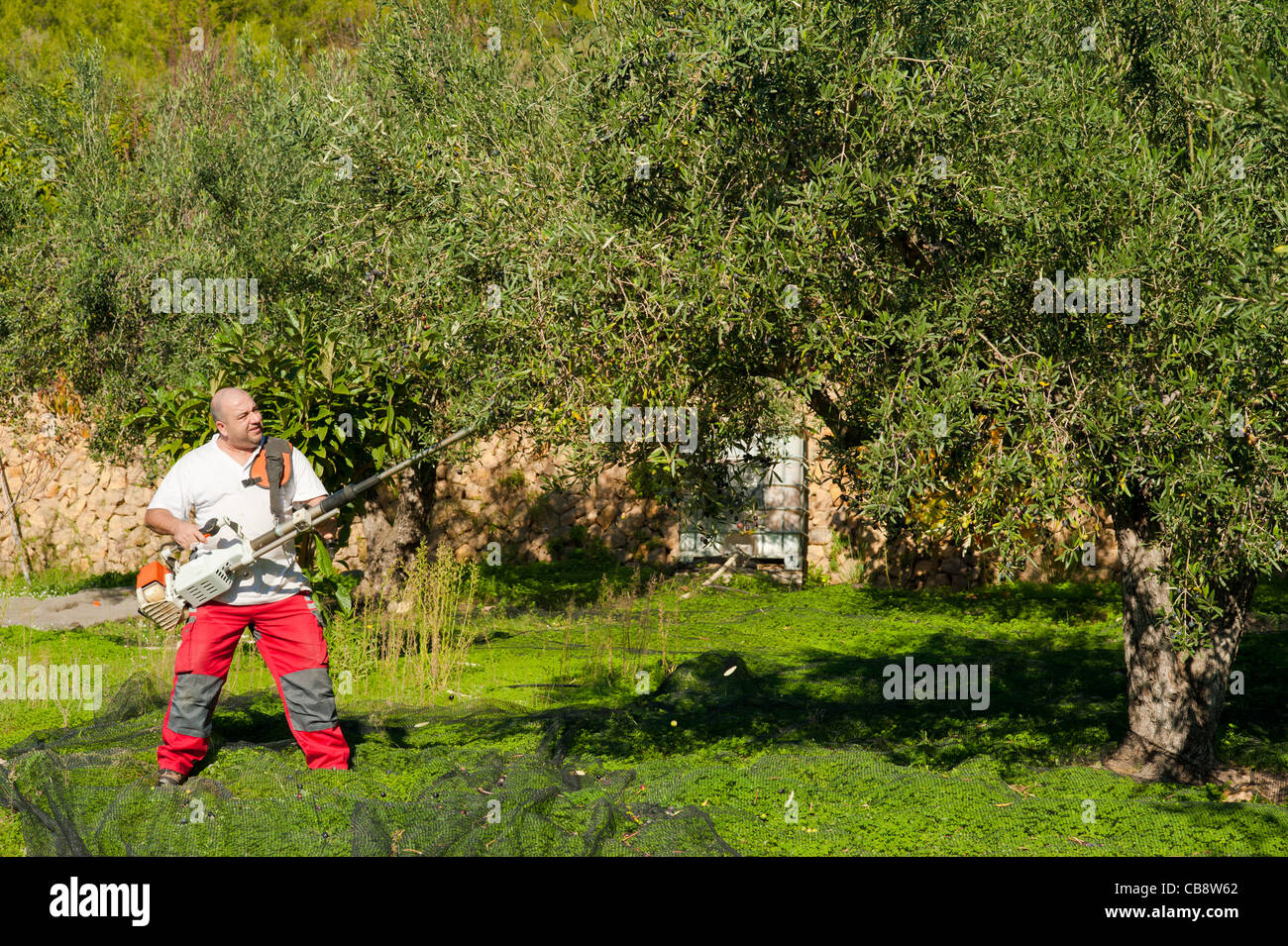 Agricultural worker at olive harvest, using a shaker tool Stock Photo ...