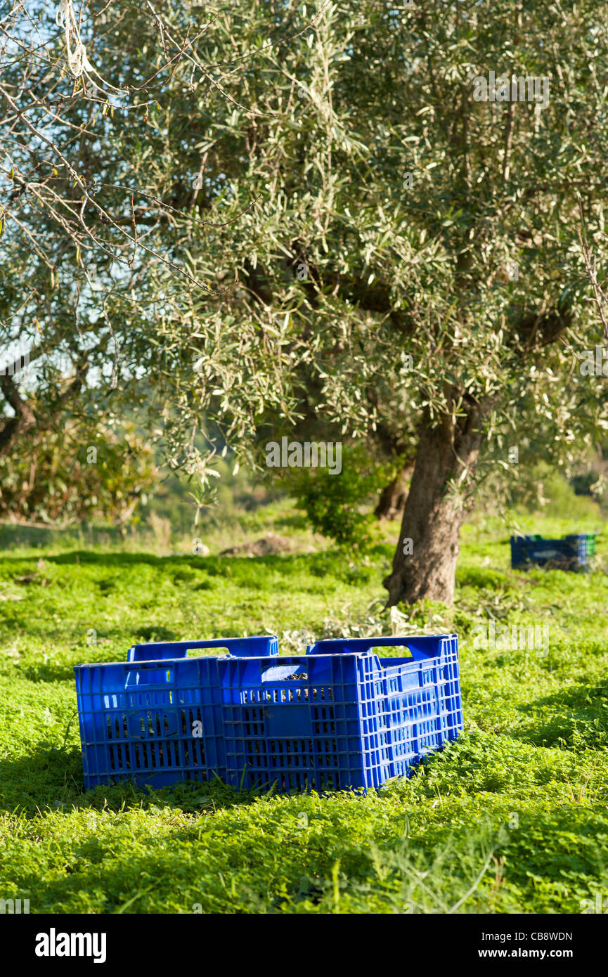Olive grove with crates waiting to be filled with fresh fruit Stock ...