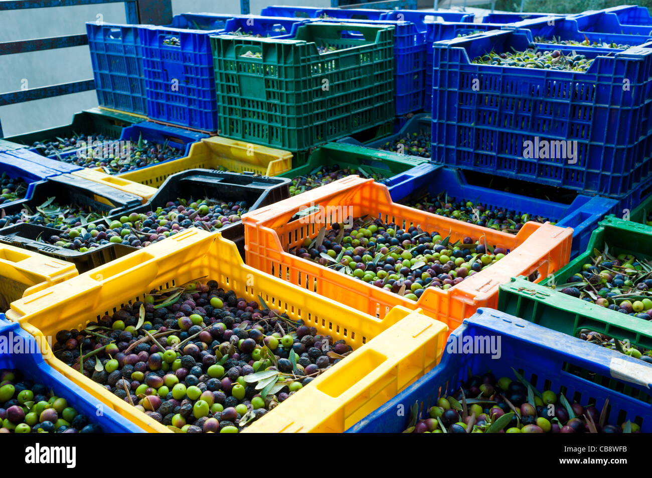 Crates full of freshly picked olives ready to be delivered to the mill ...
