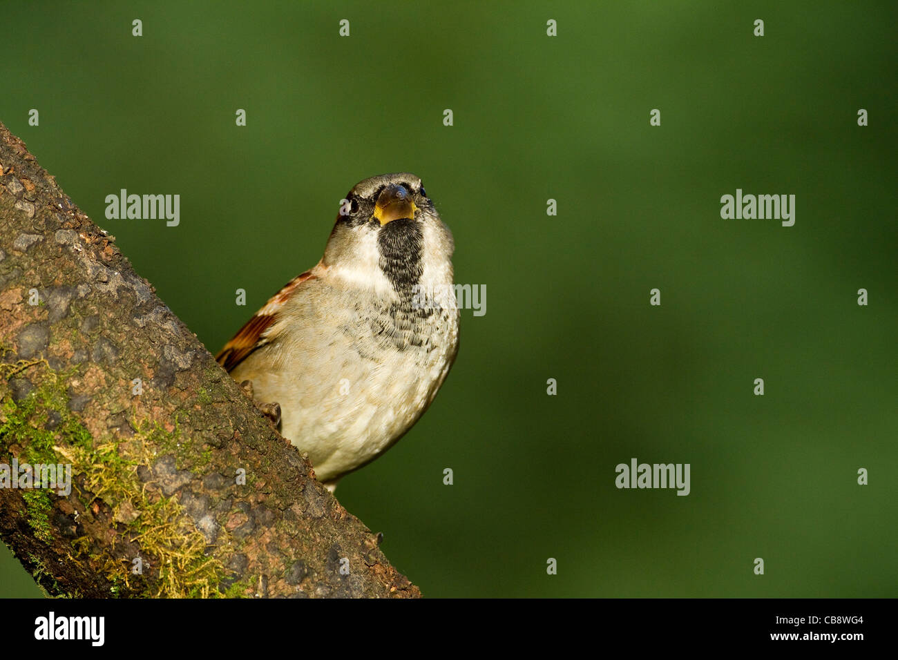 House Sparrow in the garden Stock Photo - Alamy