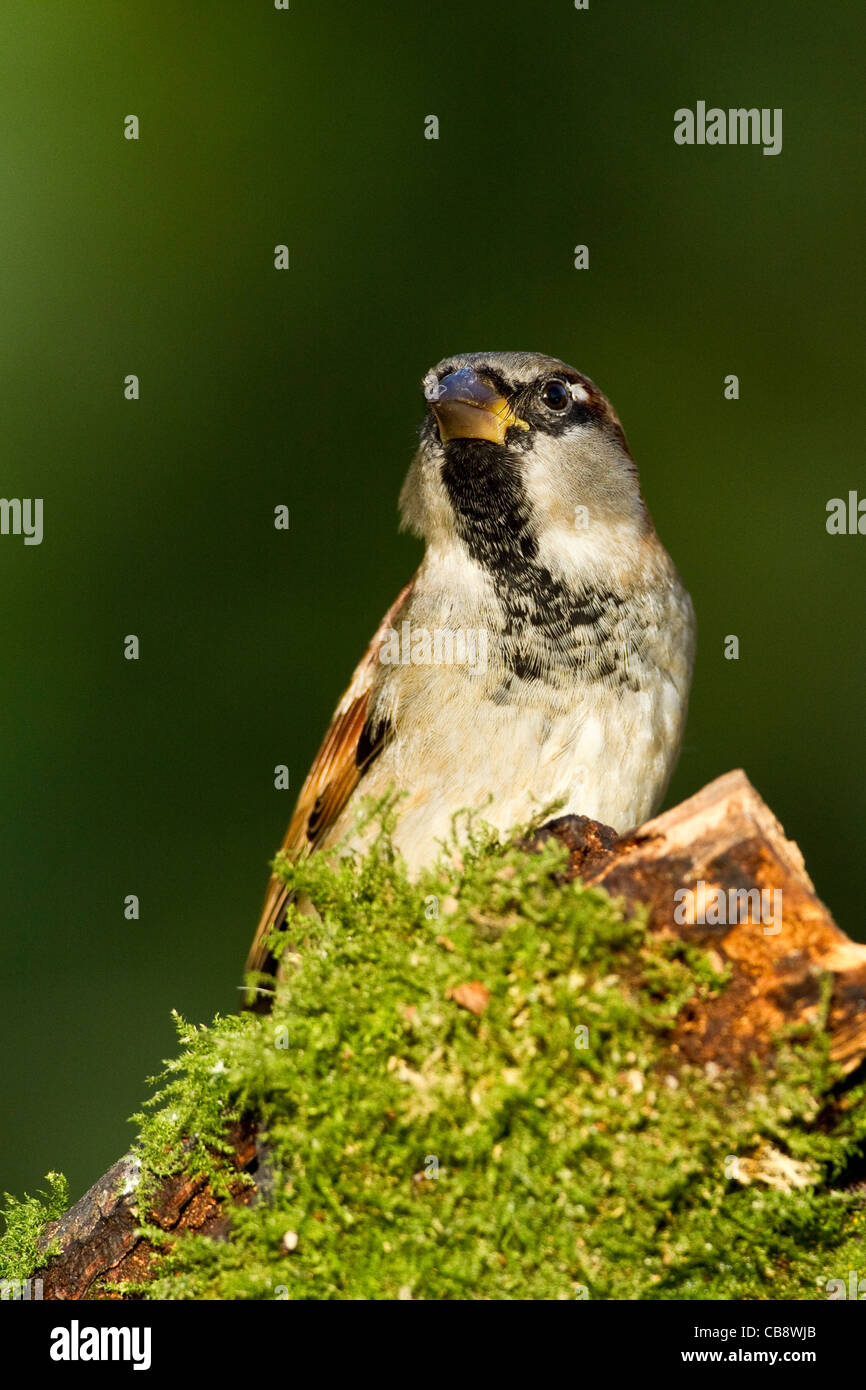House Sparrow in the garden Stock Photo - Alamy