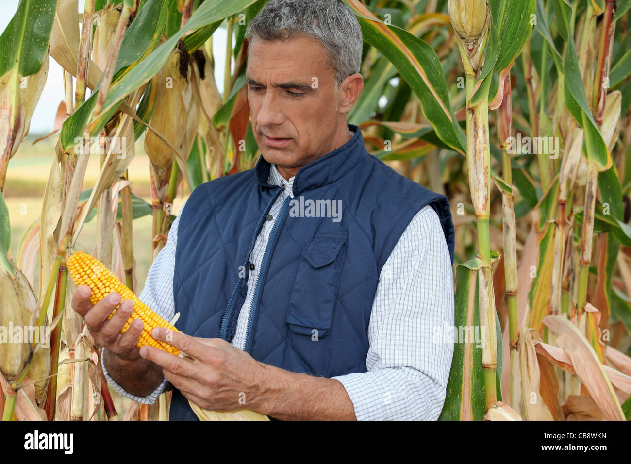 farmer watching a corncob in a cornfield Stock Photo - Alamy