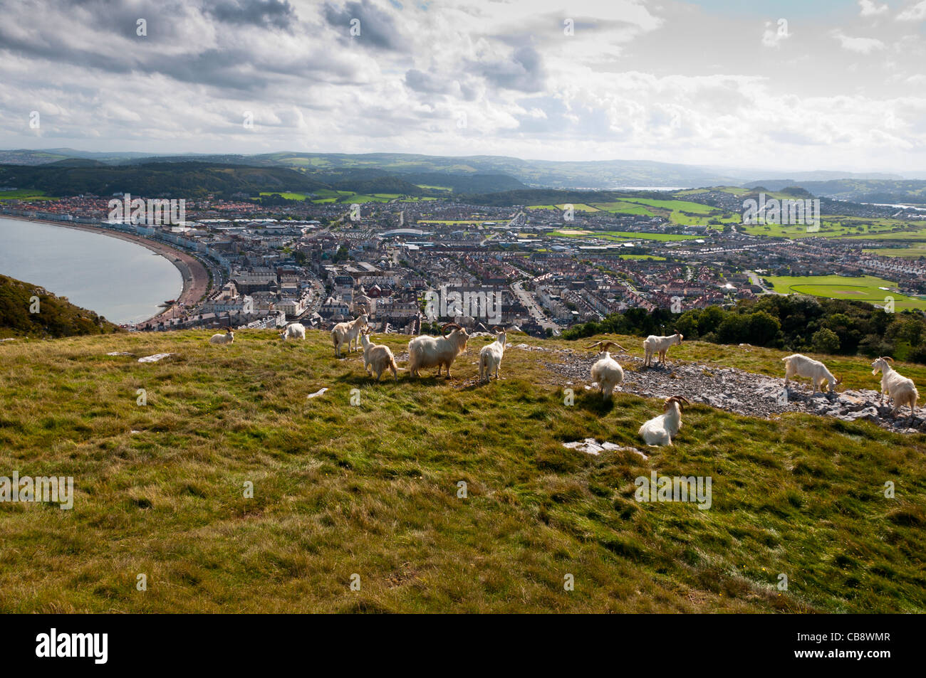 The Great Orme Llandudno North Wales Uk. With the famous mountain goats ...