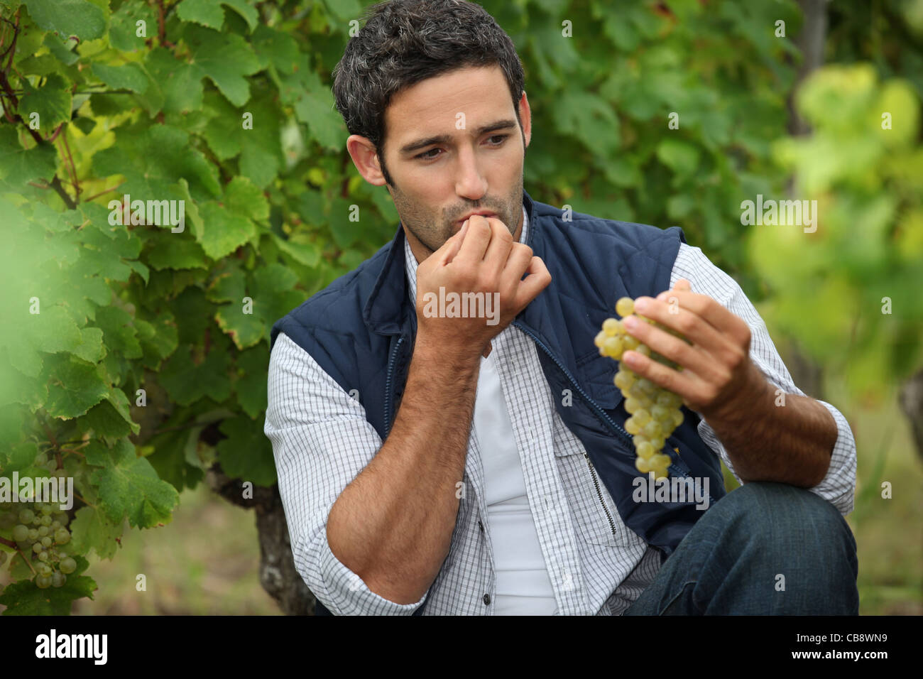 Man eating grapes in a vineyard Stock Photo - Alamy