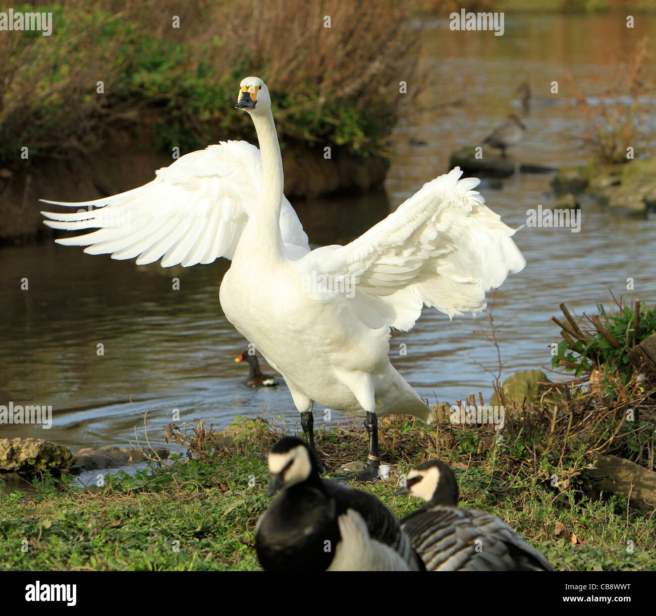 Swan Flapping Its Wings High Resolution Stock Photography and Images ...