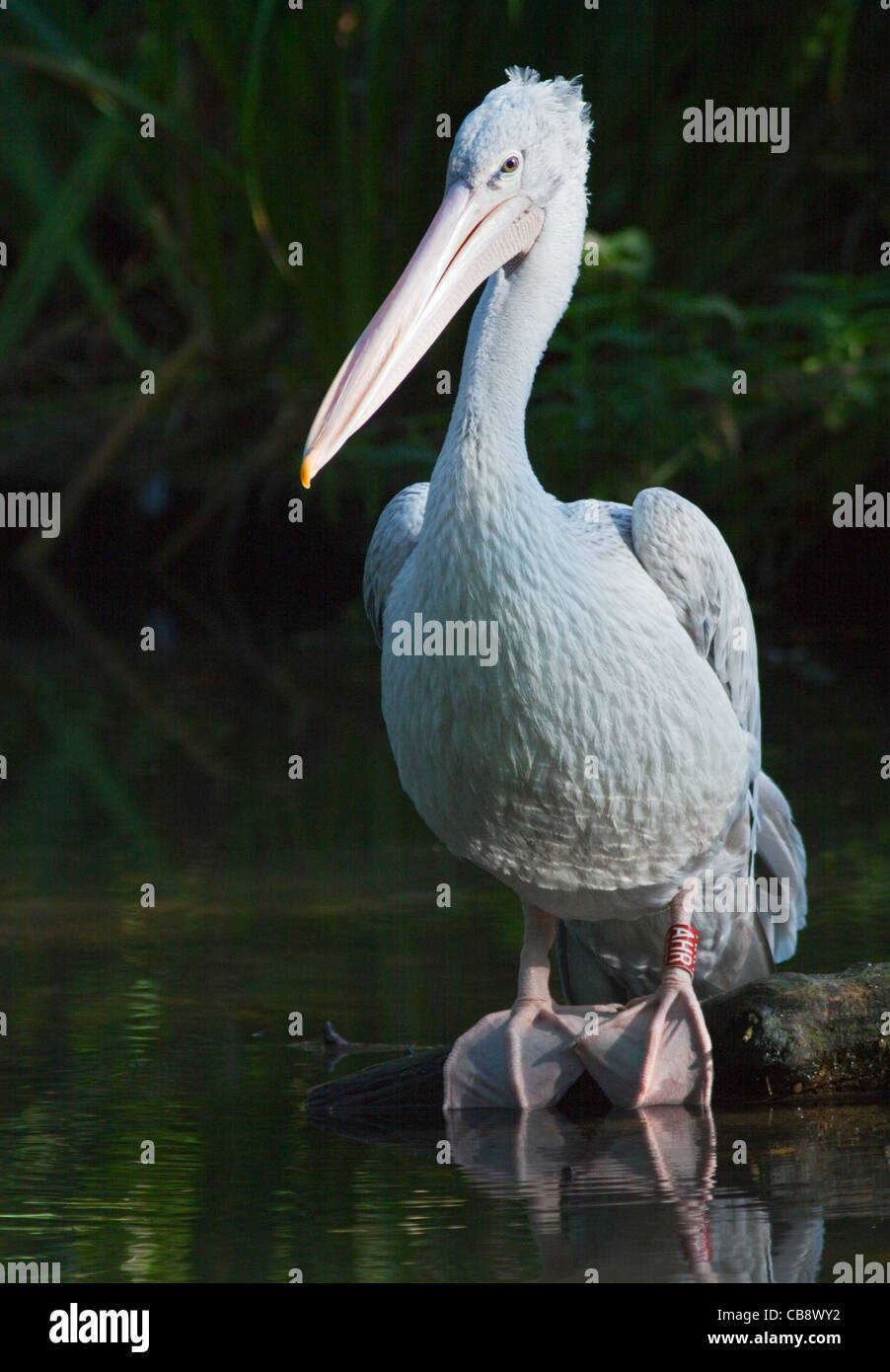 Pink back pelican hi-res stock photography and images - Alamy
