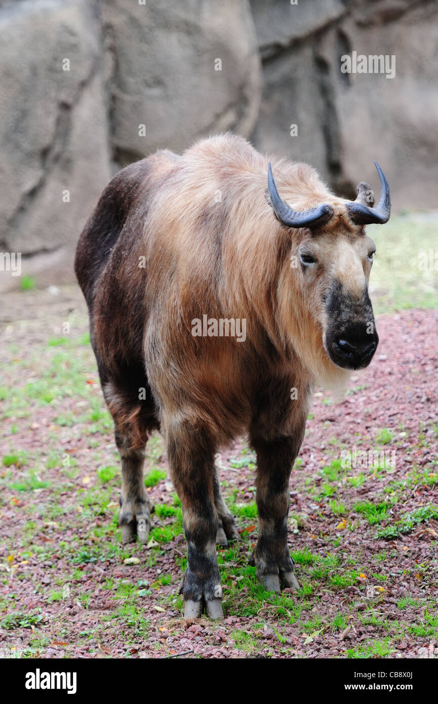 The tibetan or sichuan takin hi-res stock photography and images - Alamy