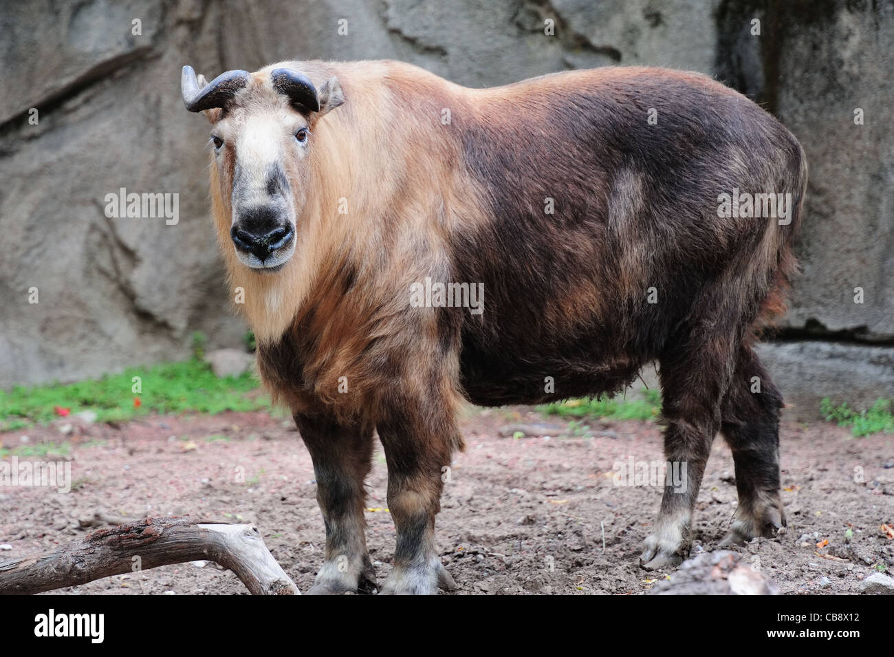 Sichuan Takin in Chicago zoo Stock Photo - Alamy