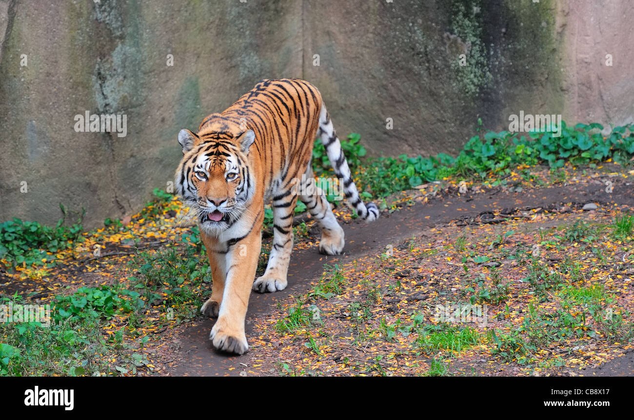 Tiger walk in Chicago Zoo Stock Photo - Alamy