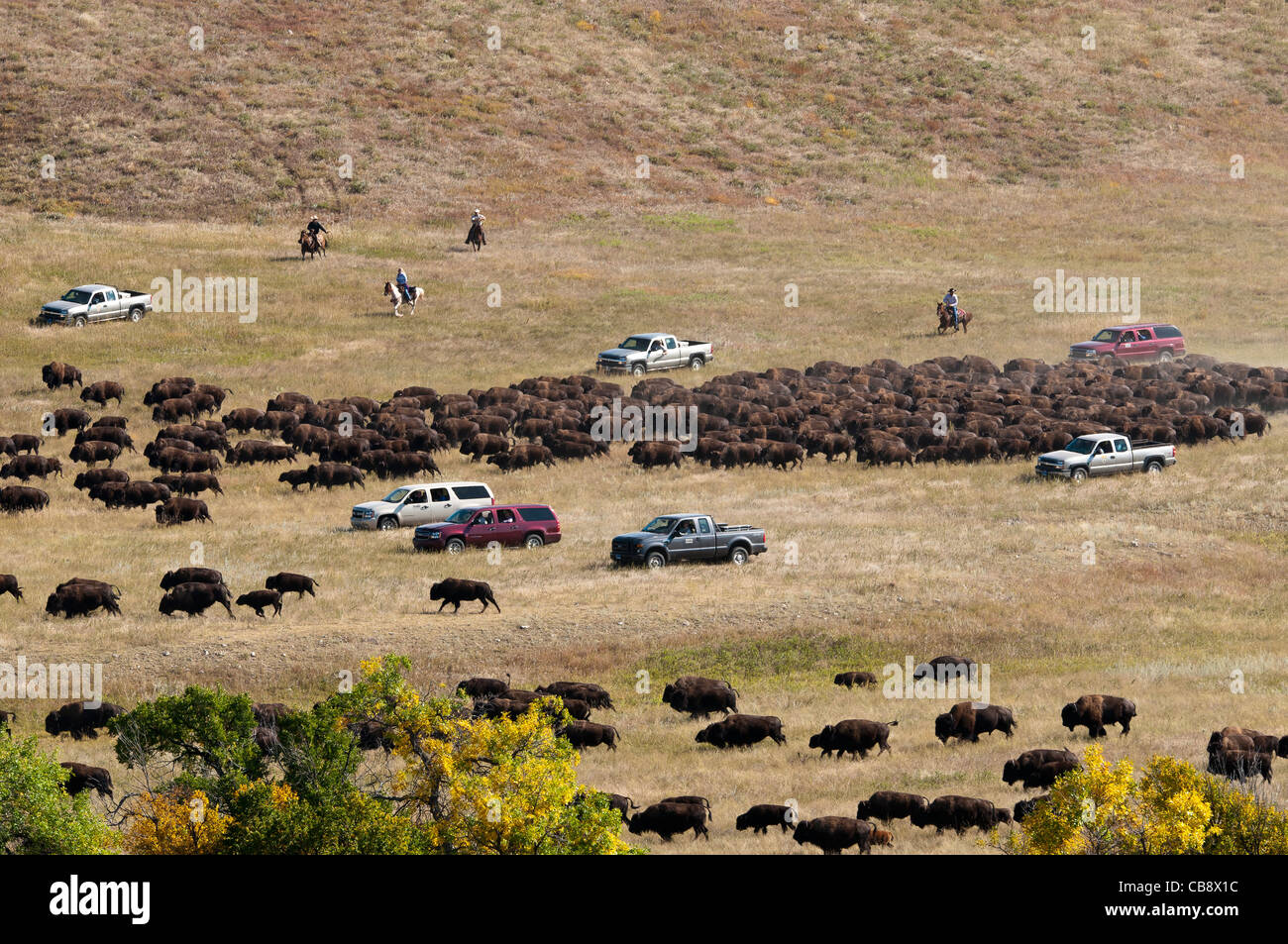 American buffalo (Bison bison) on the move, Custer State Park Buffalo ...