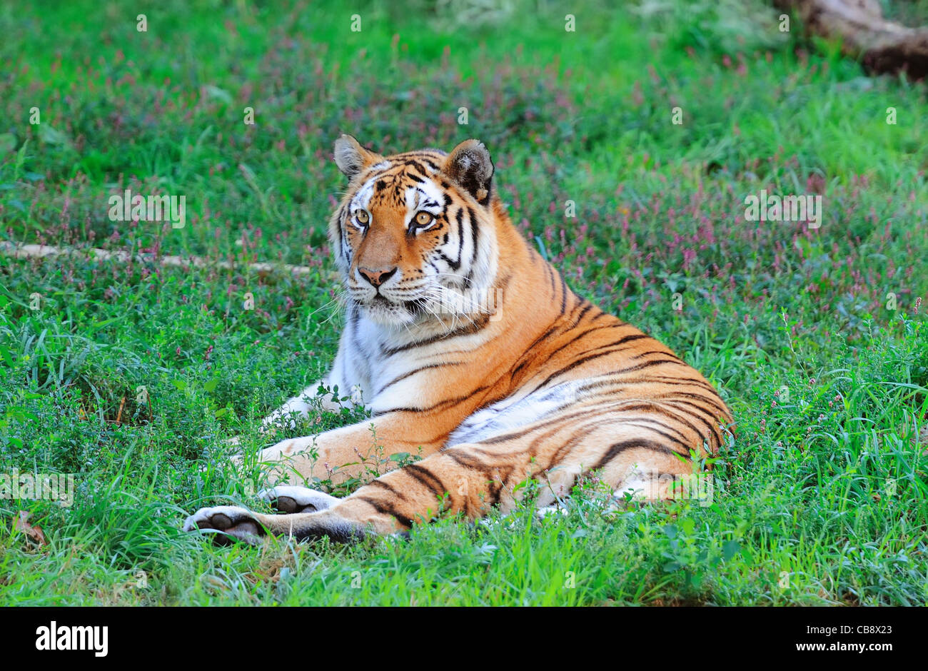 Tiger rest in lawn in Chicago Zoo Stock Photo - Alamy