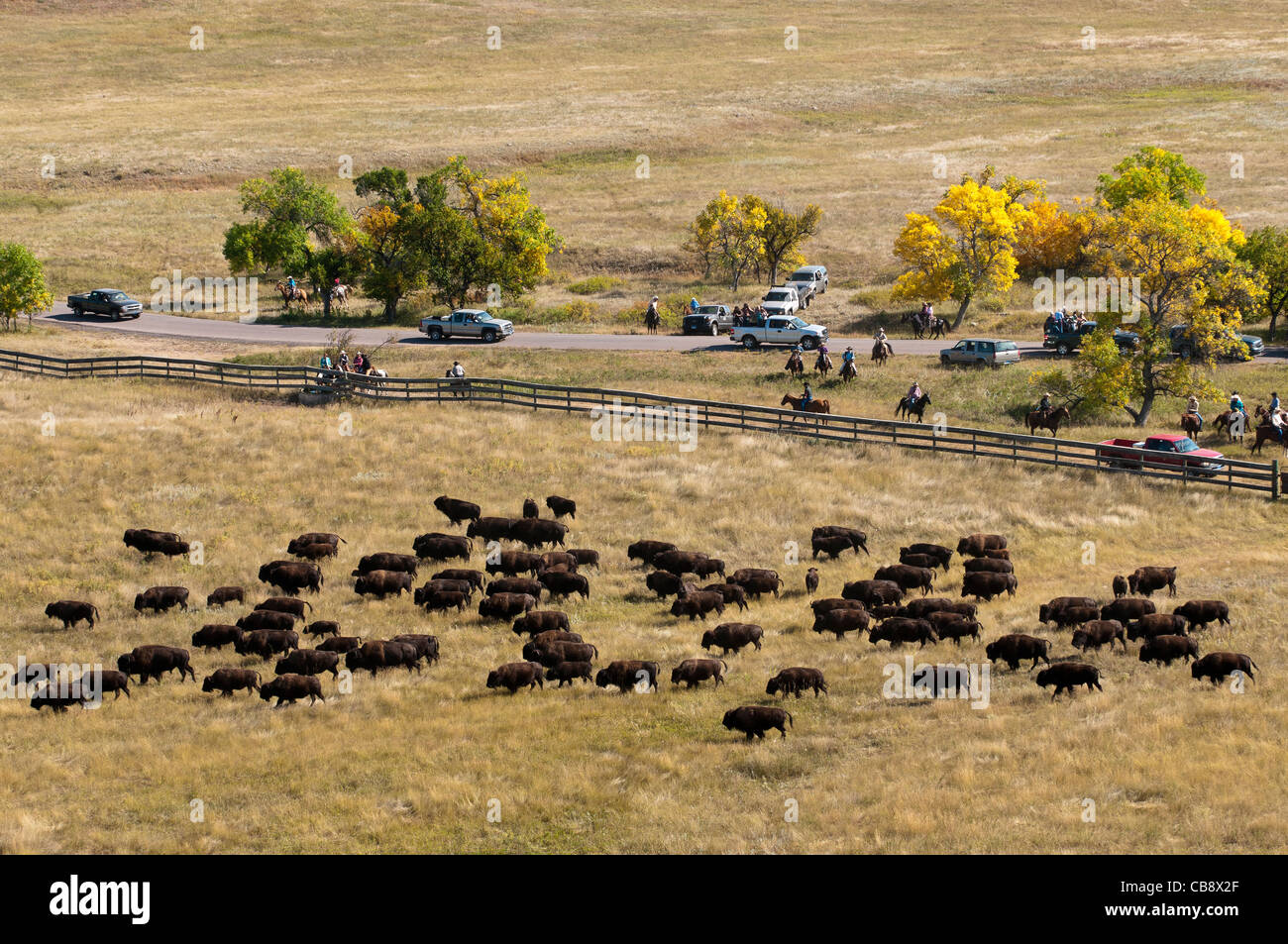 Bison herd in custer state park hi-res stock photography and images - Alamy