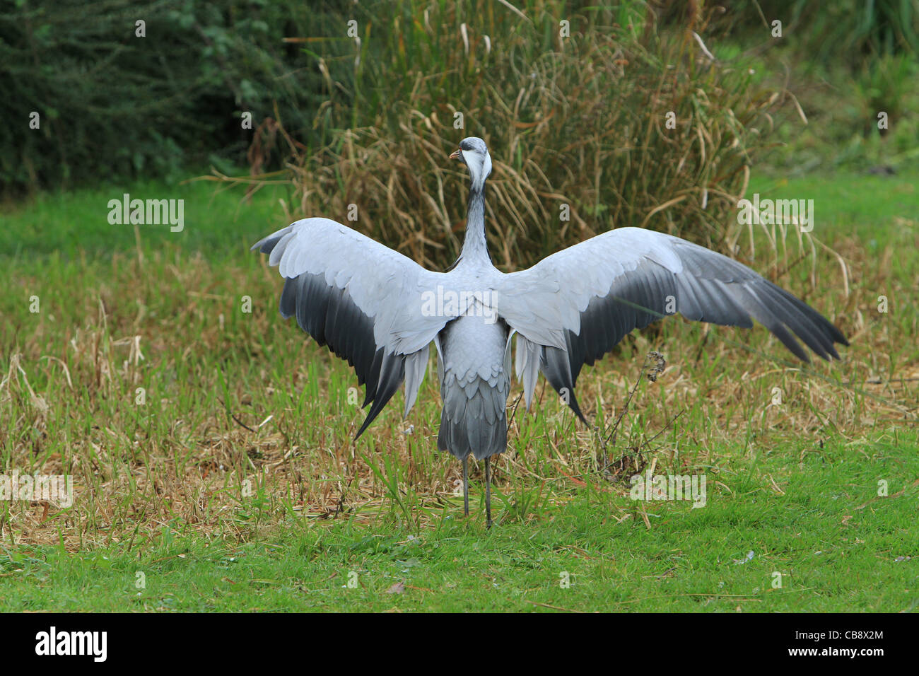 Crane displaying his wings Stock Photo - Alamy
