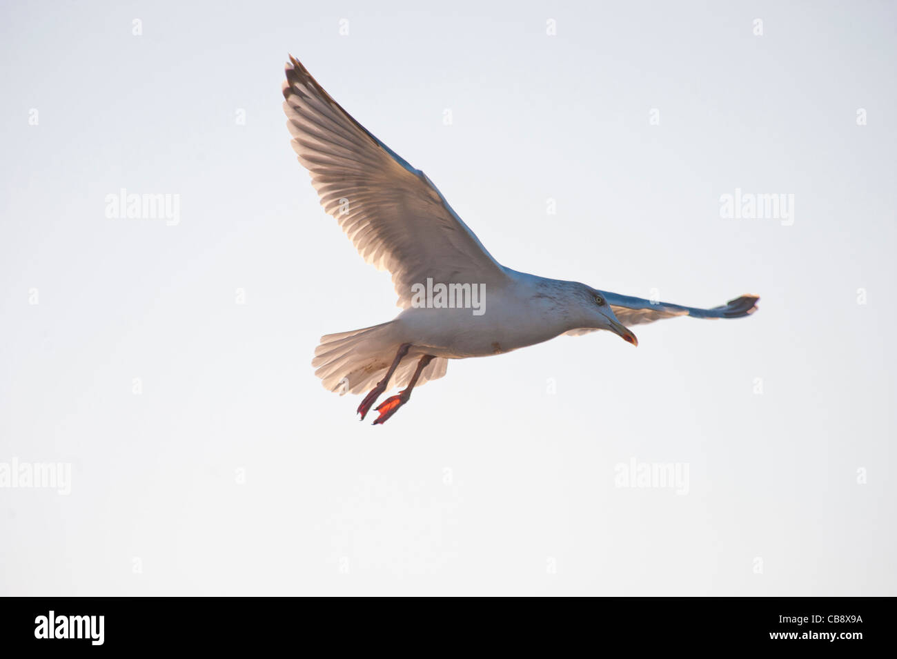 Seagull in flight Stock Photo - Alamy